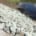 150-300mm Blue Rock | Large Rock Suppliers
